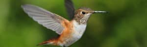 Rufous Hummingbird