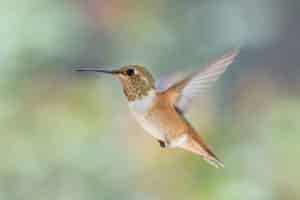 Rufous Hummingbird