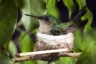 Hummingbird Reproduction